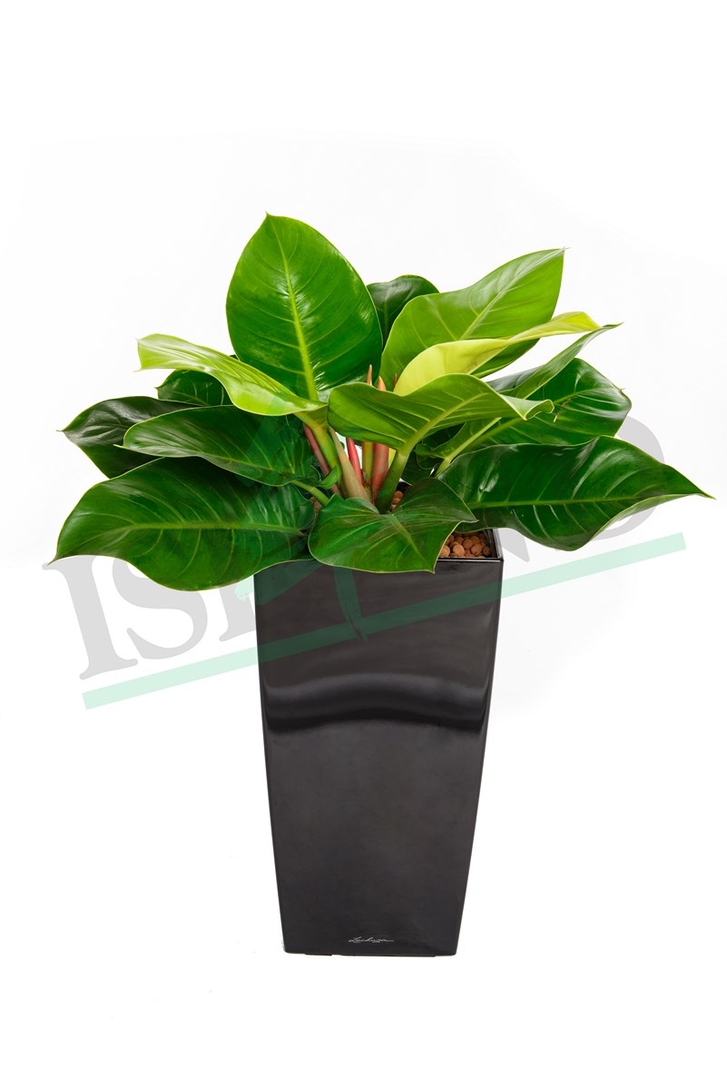 Cubico 30x56cm Black c/w Philo Imperial Gold 0.8m