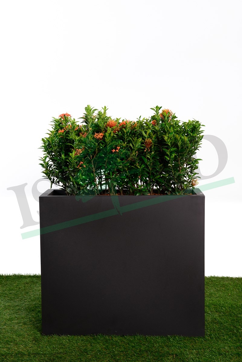 KUBE HIGH PLANT BOX 80CM PEARL BLACK C/W IXORA CHINENSIS ORANGE