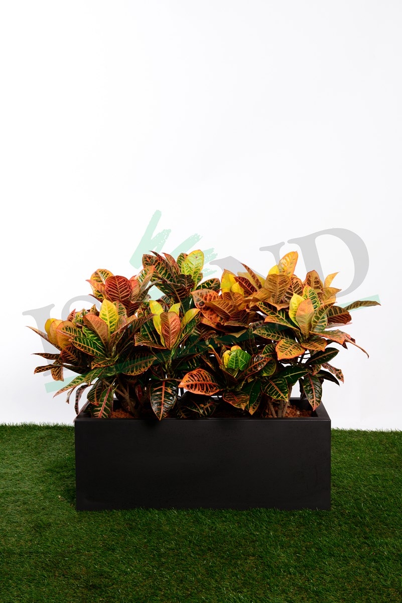 KUBE PLANT BOX 80CM PEARL BLACK C/W CROTON PETREA