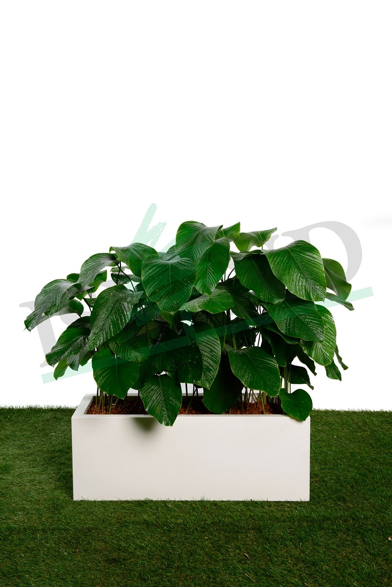 KUBE PLANT BOX 80CM WHITE C/W THAUMATOCOCCUS DANIELLII