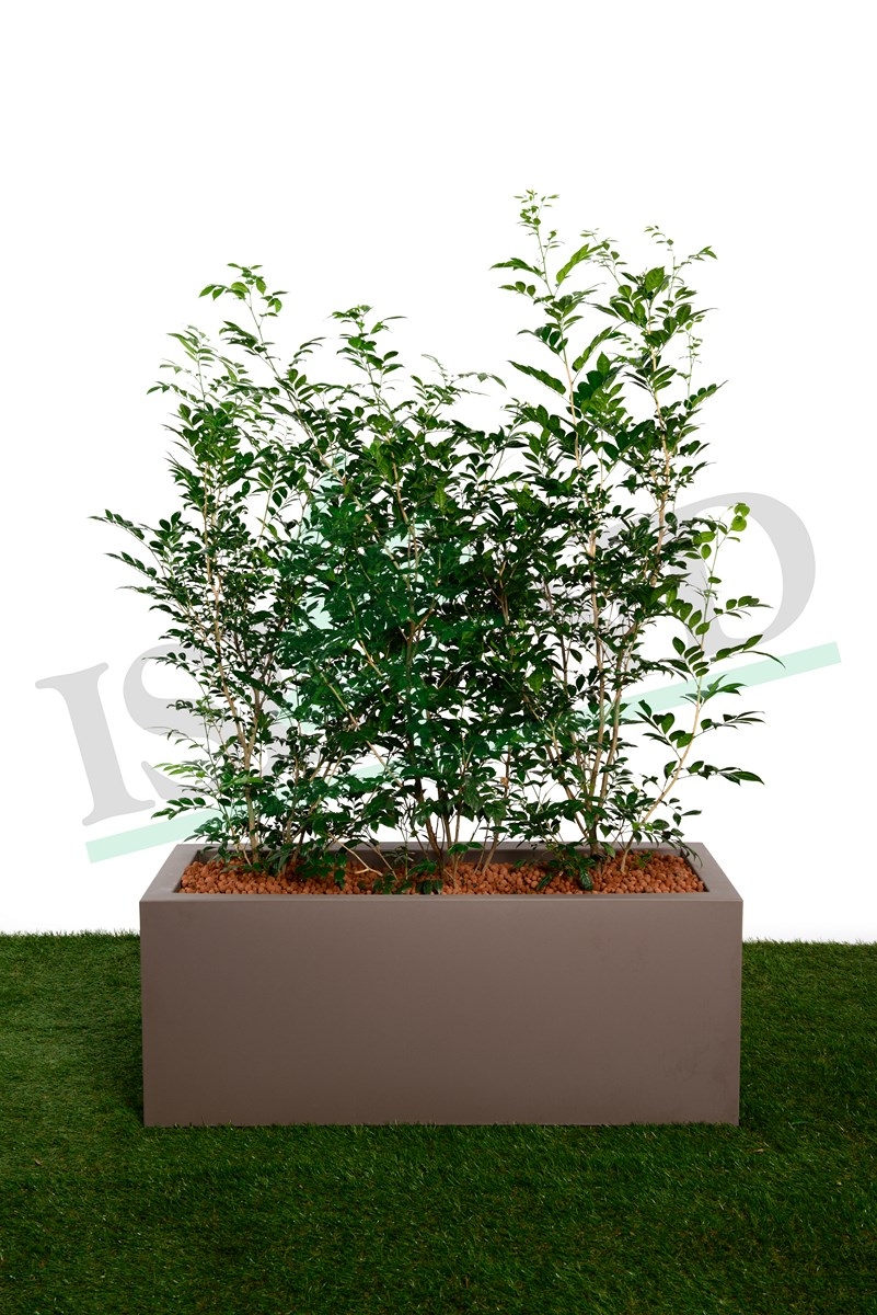 KUBE PLANT BOX 100CM TAUPE C/W MURRAYA PANICULATA