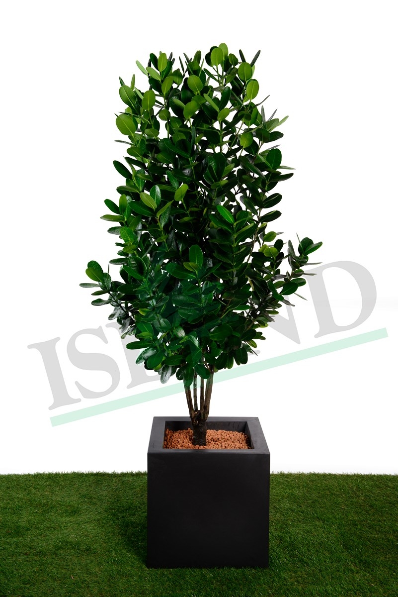 KUBE POT 50CM PEARL BLACK C/W GARCINIA SUBELLIPTICA