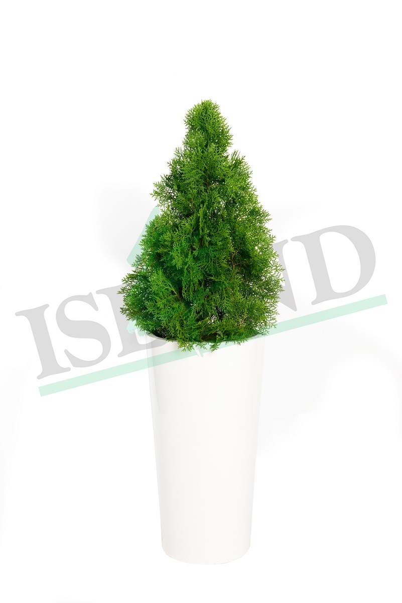 TUIT POT 33CM WHITE C/W THUJA