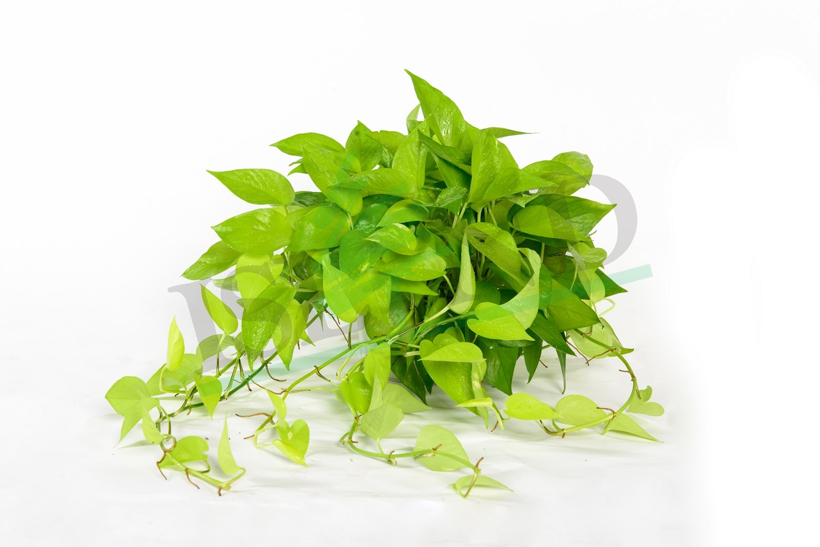 SCINDAPSUS AUREUS (GOLD)