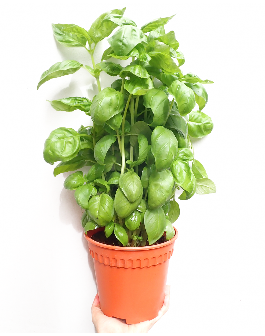 SWEET BASIL